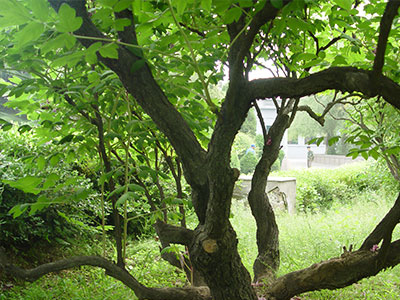 Tree Peony, Paeonia Lactiflora, Chinese Peony, White Peony, Peony Oil ...