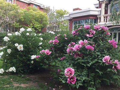 Tree Peony, Paeonia Lactiflora, Chinese Peony, White Peony, Peony Oil ...