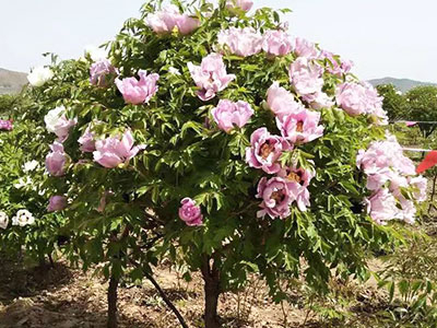 Tree Peony, Paeonia Lactiflora, Chinese Peony, White Peony, Peony Oil – Big Tree Peony