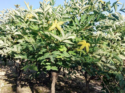 Tree Peony, Paeonia Lactiflora, Chinese Peony, White Peony, Peony Oil ...