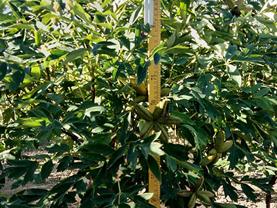 Tree Peony, Paeonia Lactiflora, Chinese Peony, White Peony, Peony Oil ...