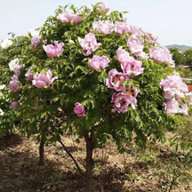 Tree Peony, Paeonia Lactiflora, Chinese Peony, White Peony, Peony Oil ...