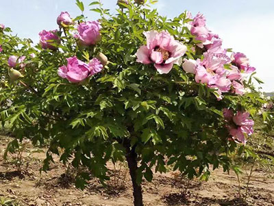 Tree Peony, Paeonia Lactiflora, Chinese Peony, White Peony, Peony Oil ...